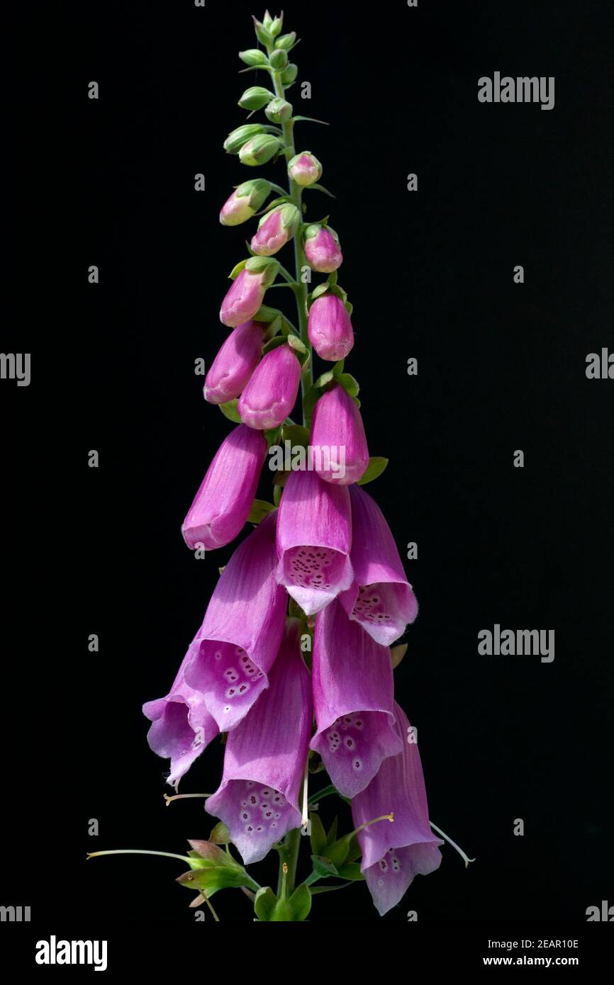 Fingerhut native plant flower hi-res stock photography and images - Alamy