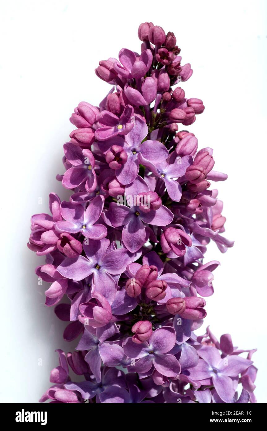 Flieder baum hi-res stock photography and images - Alamy