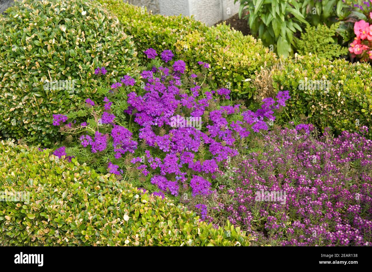 Buchsbaum High Resolution Stock Photography and Images - Alamy