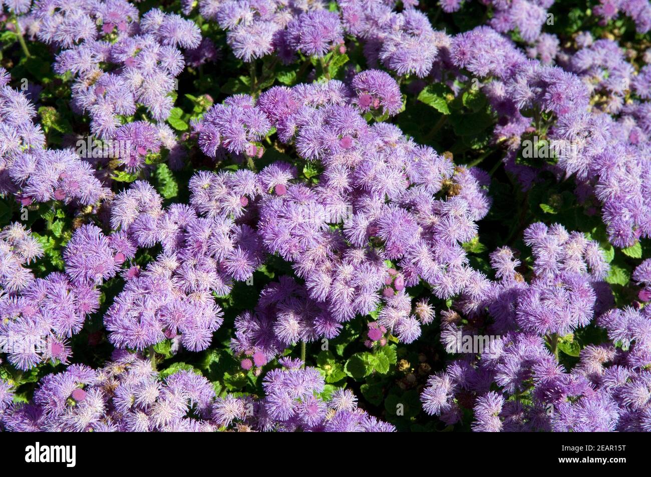 Leberbalsam Stock Photo - Alamy