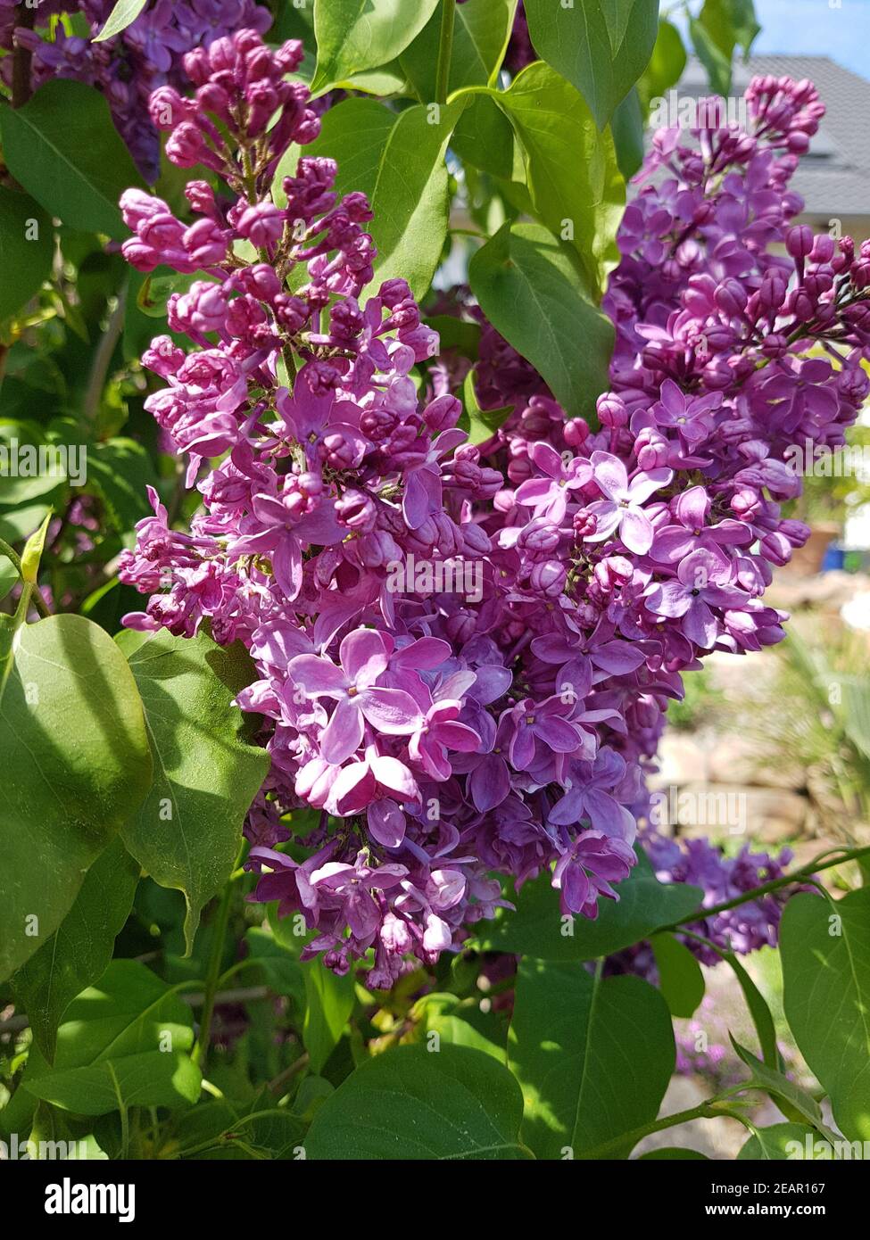 Flieder, Syringa, vulgaris Stock Photo - Alamy