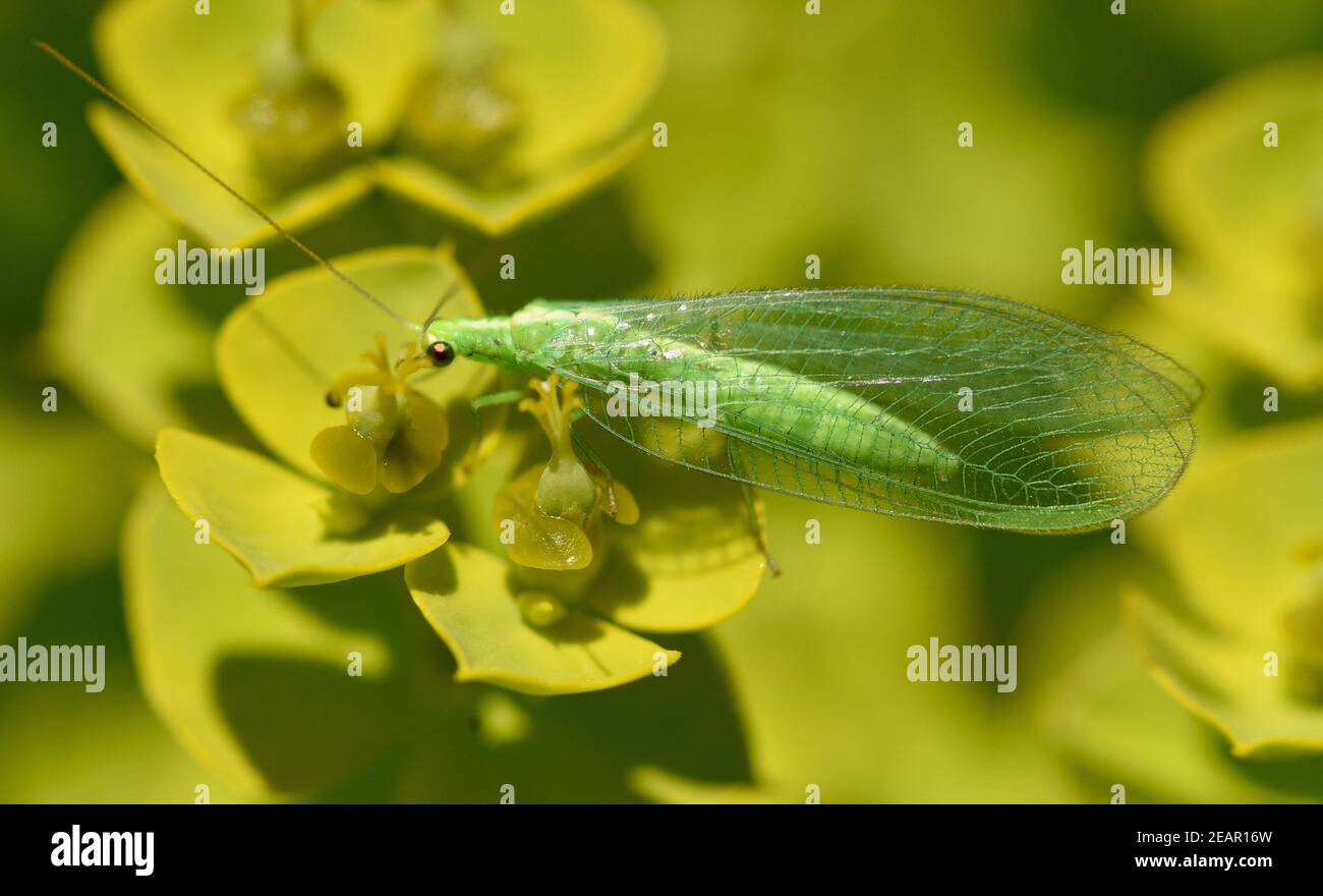Florfliege Chrysoperla carnea Stock Photo - Alamy
