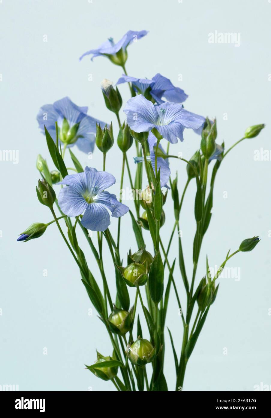 Lein samen hi-res stock photography and images - Alamy