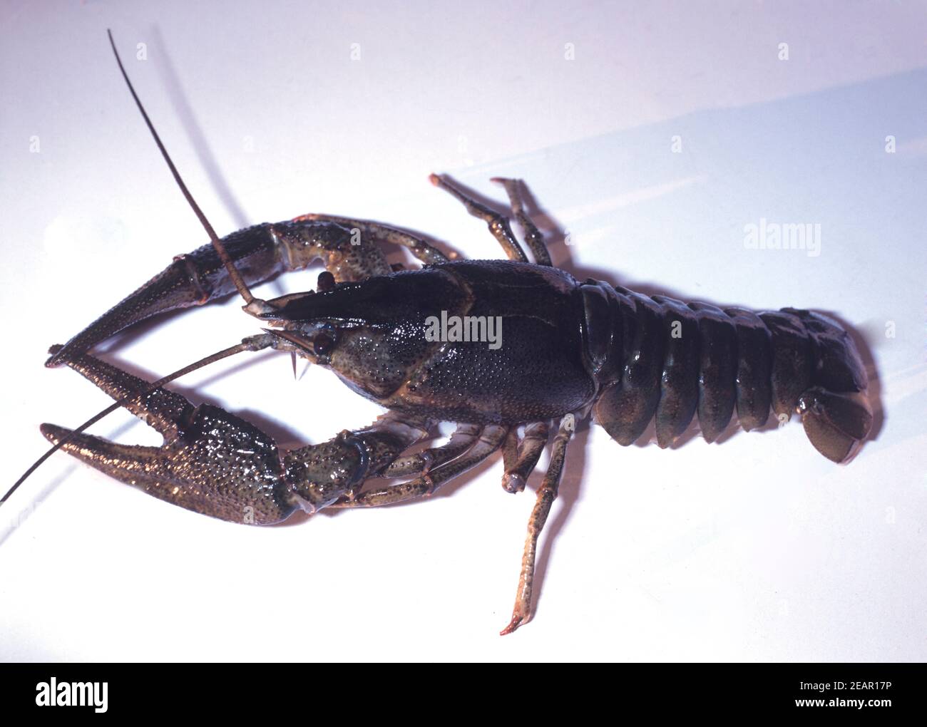 Europaeischer flusskrebs hi-res stock photography and images - Alamy