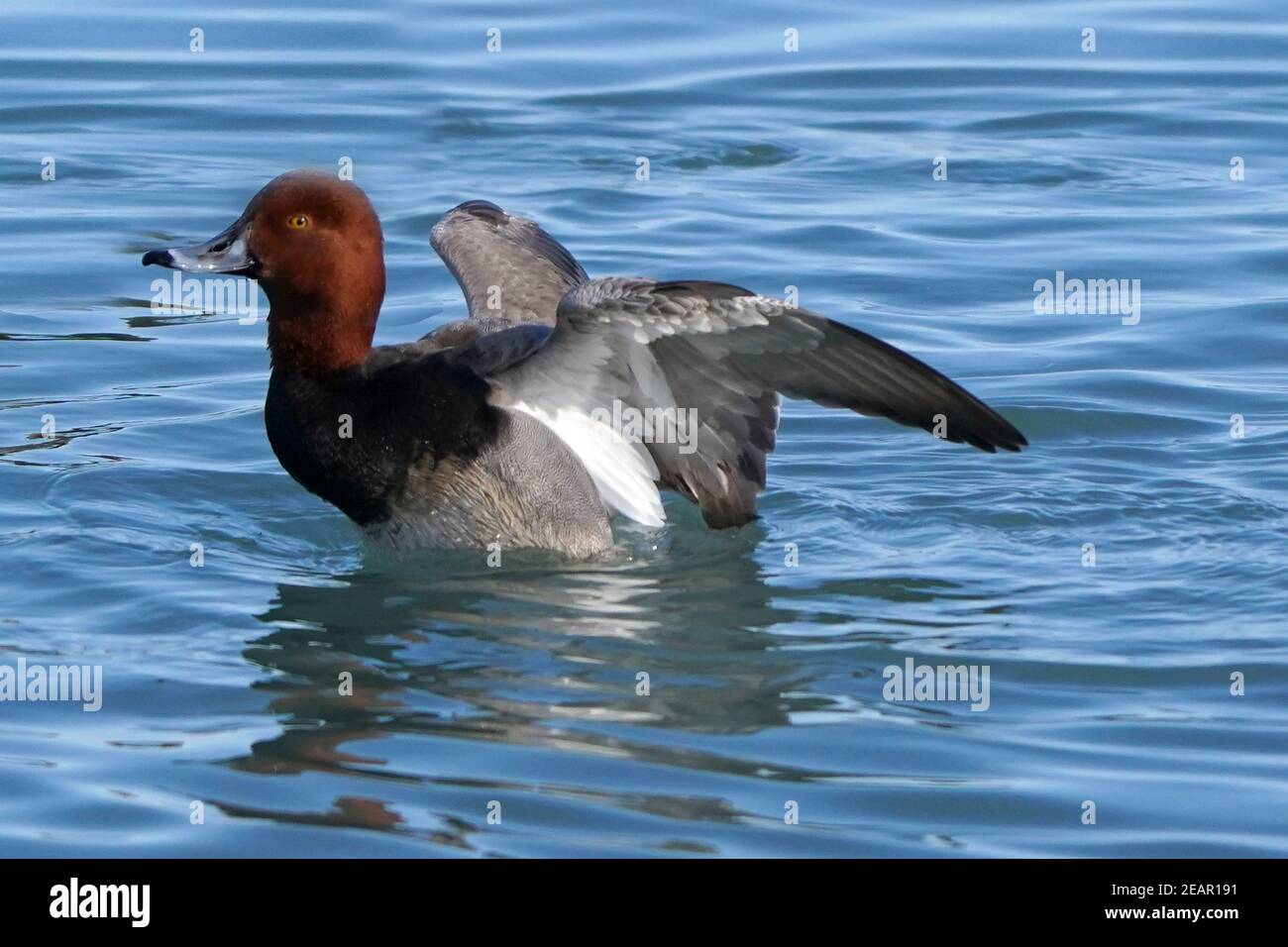 Males bright red head and black neck hi-res stock photography and ...
