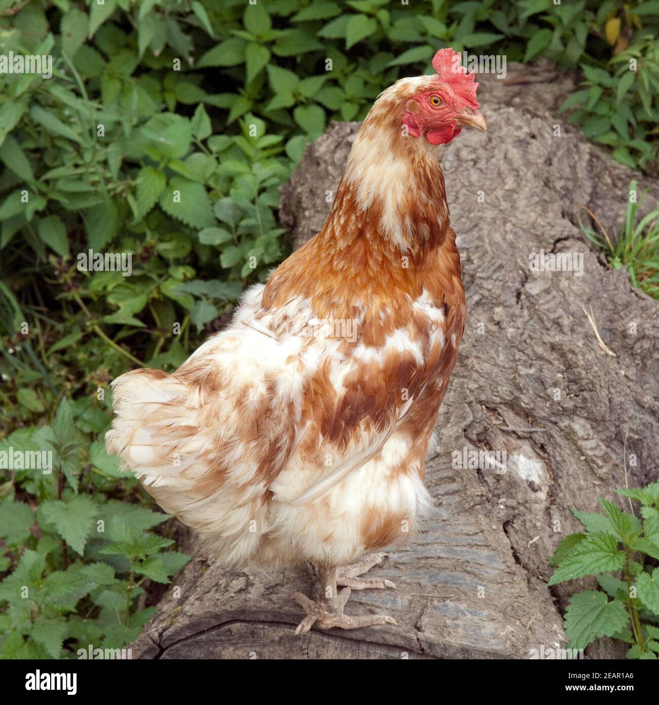 Haushuehner hi-res stock photography and images - Alamy