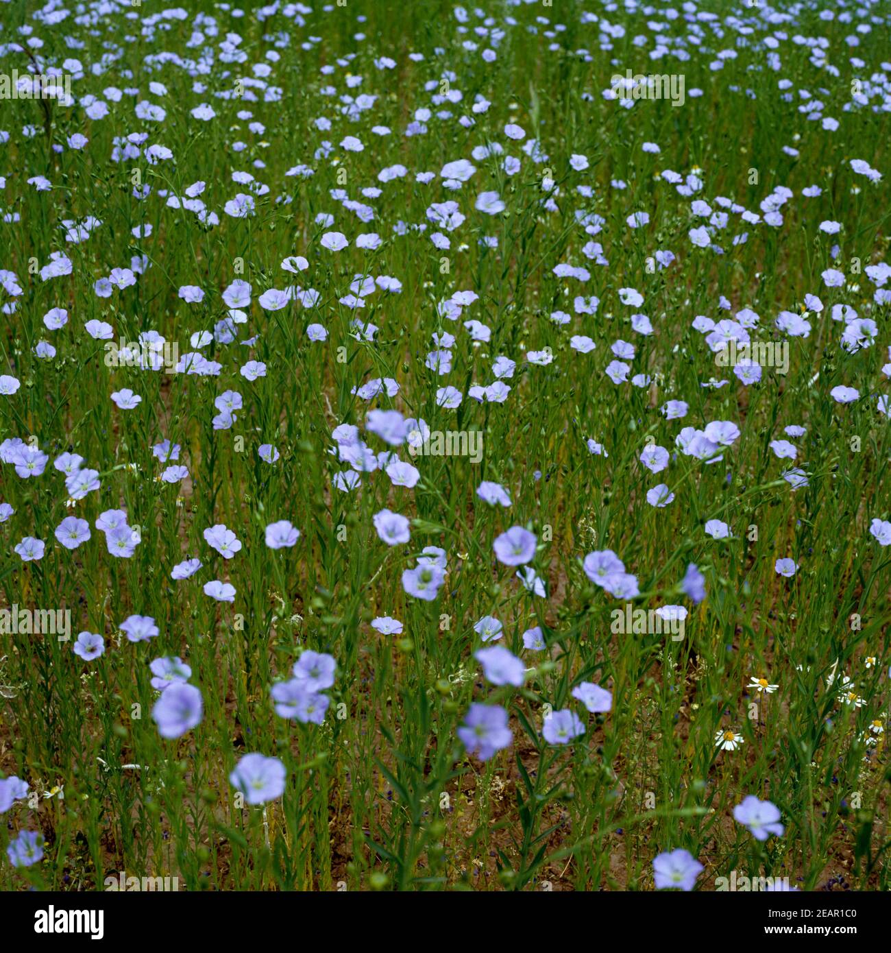 Lein Gemeiner Lein Linum usitatissimum Stock Photo - Alamy