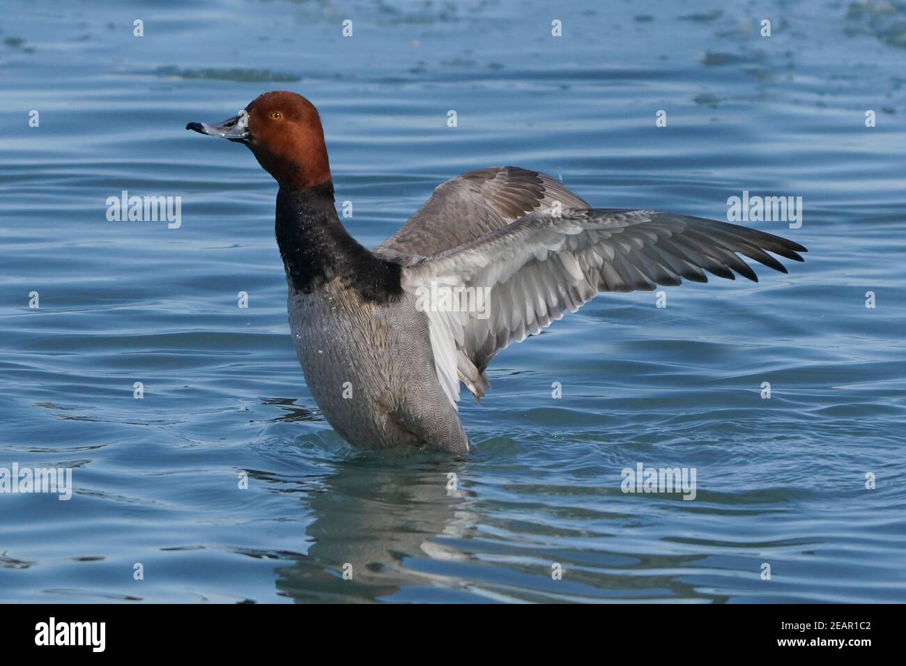 Redhead ducks in flight hi-res stock photography and images - Alamy