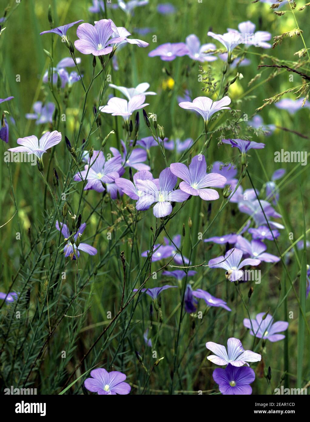 Leinsamen feld hi-res stock photography and images - Alamy