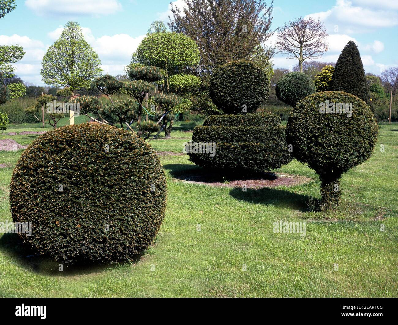 Taxus baccata eibe hi-res stock photography and images - Alamy