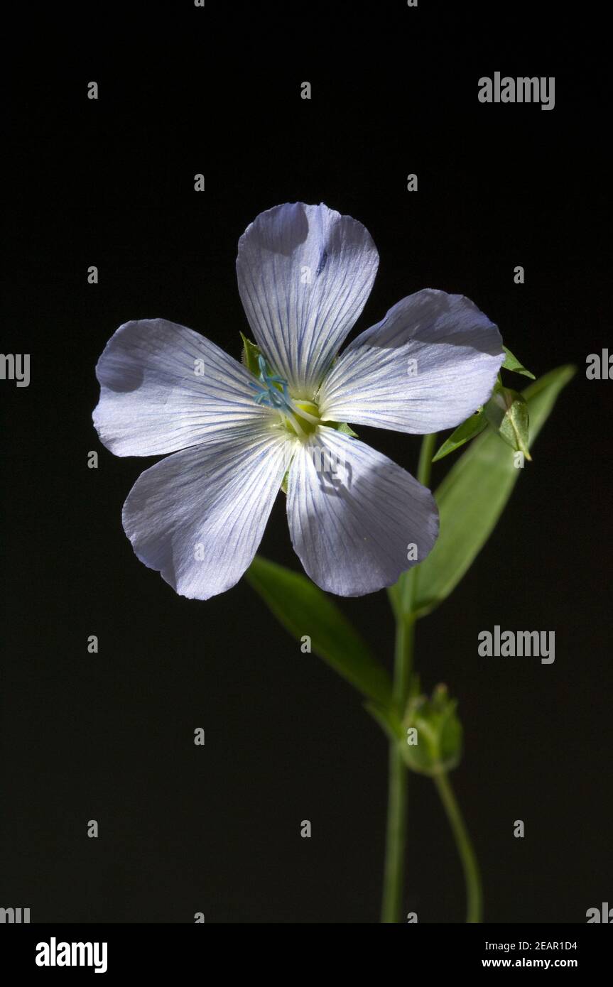 Leinsamen hintergrund hi-res stock photography and images - Alamy