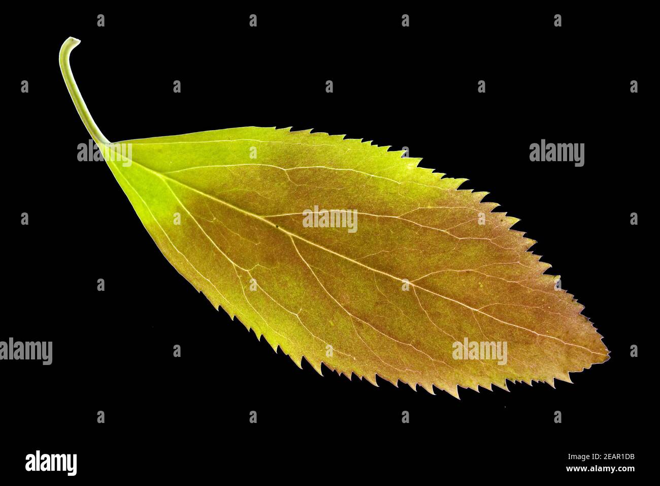 Forsythia leaves hi-res stock photography and images - Alamy