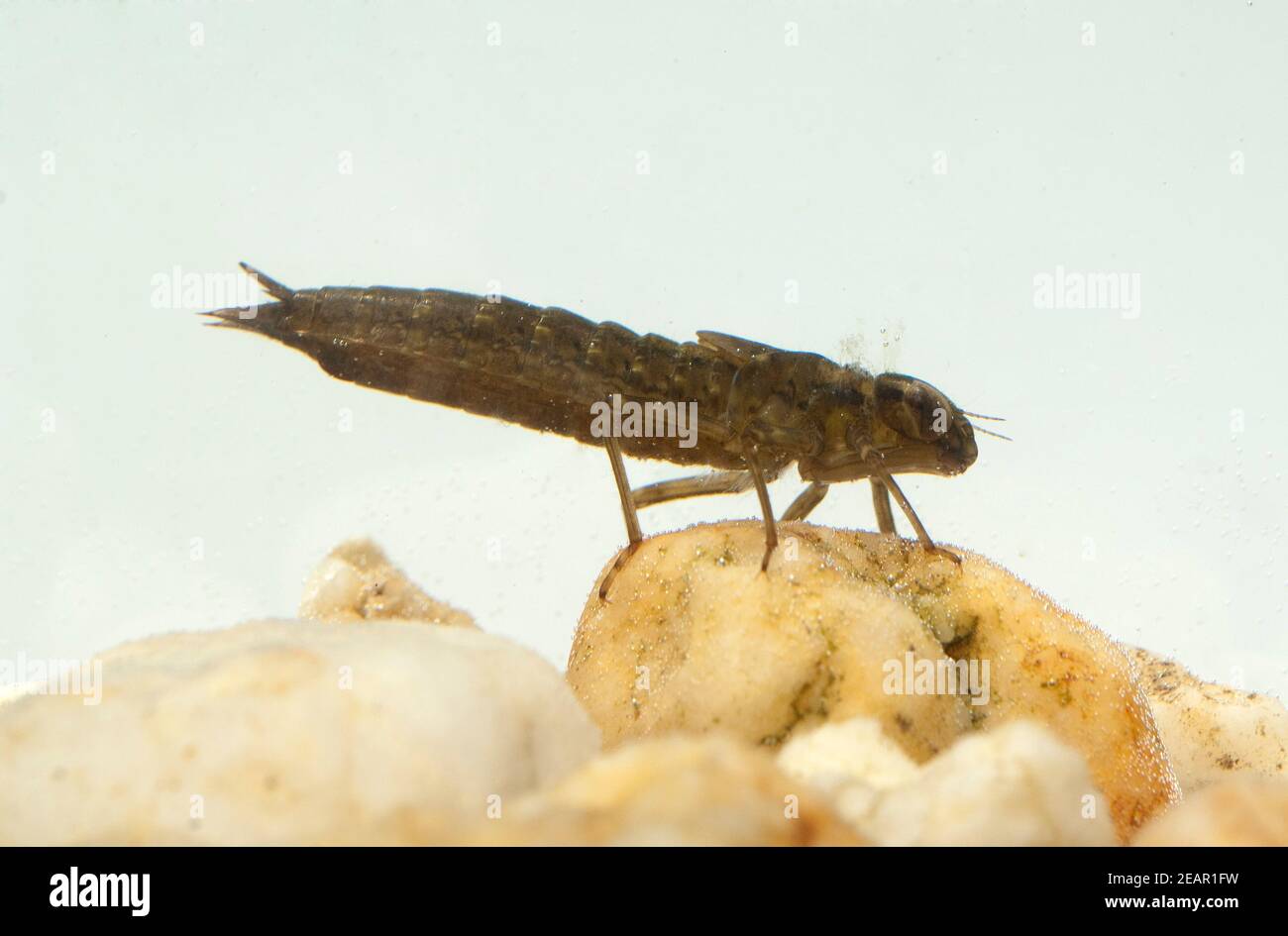 Libellenarten hi-res stock photography and images - Alamy