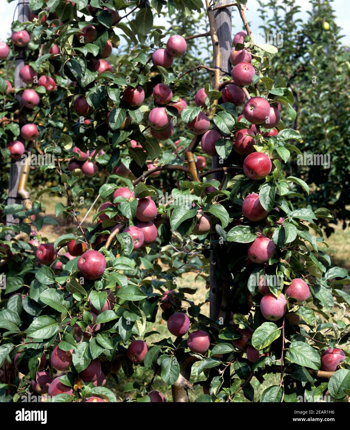 Liberty Apfel Stock Photo - Alamy