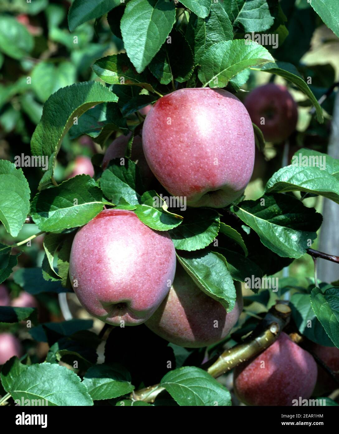 Roter apfelbaum hi-res stock photography and images - Alamy