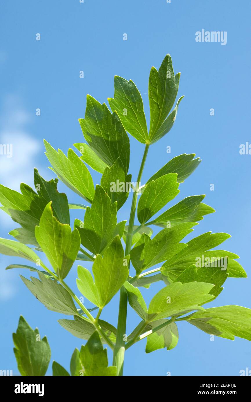 Maggikraut levisticum officinale hi-res stock photography and images ...