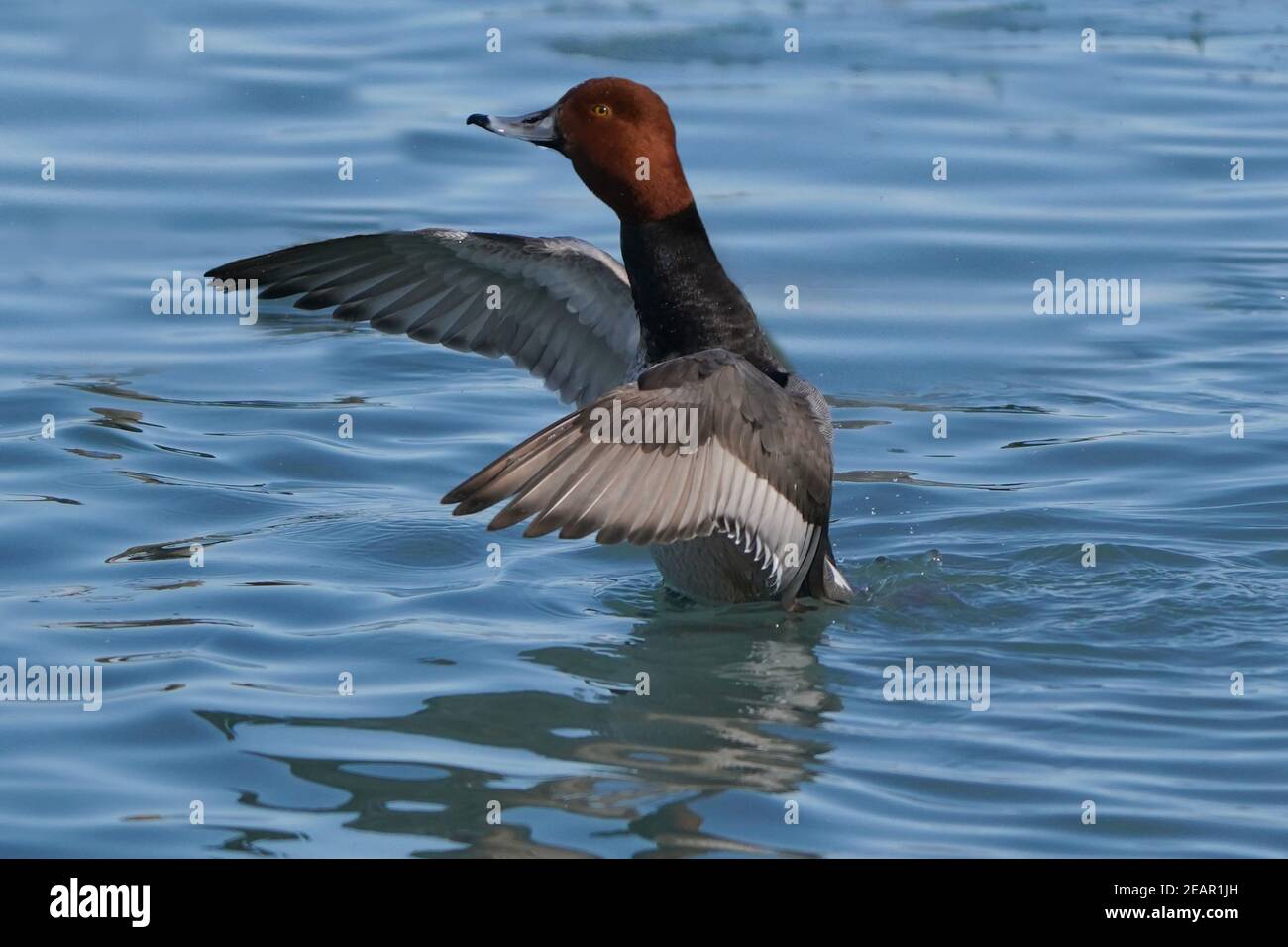 Redhead ducks in flight hi-res stock photography and images - Alamy