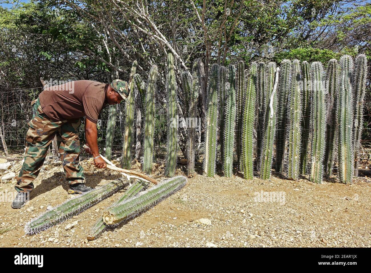 Fence construction from cacti, demonstration of an old traditional ...