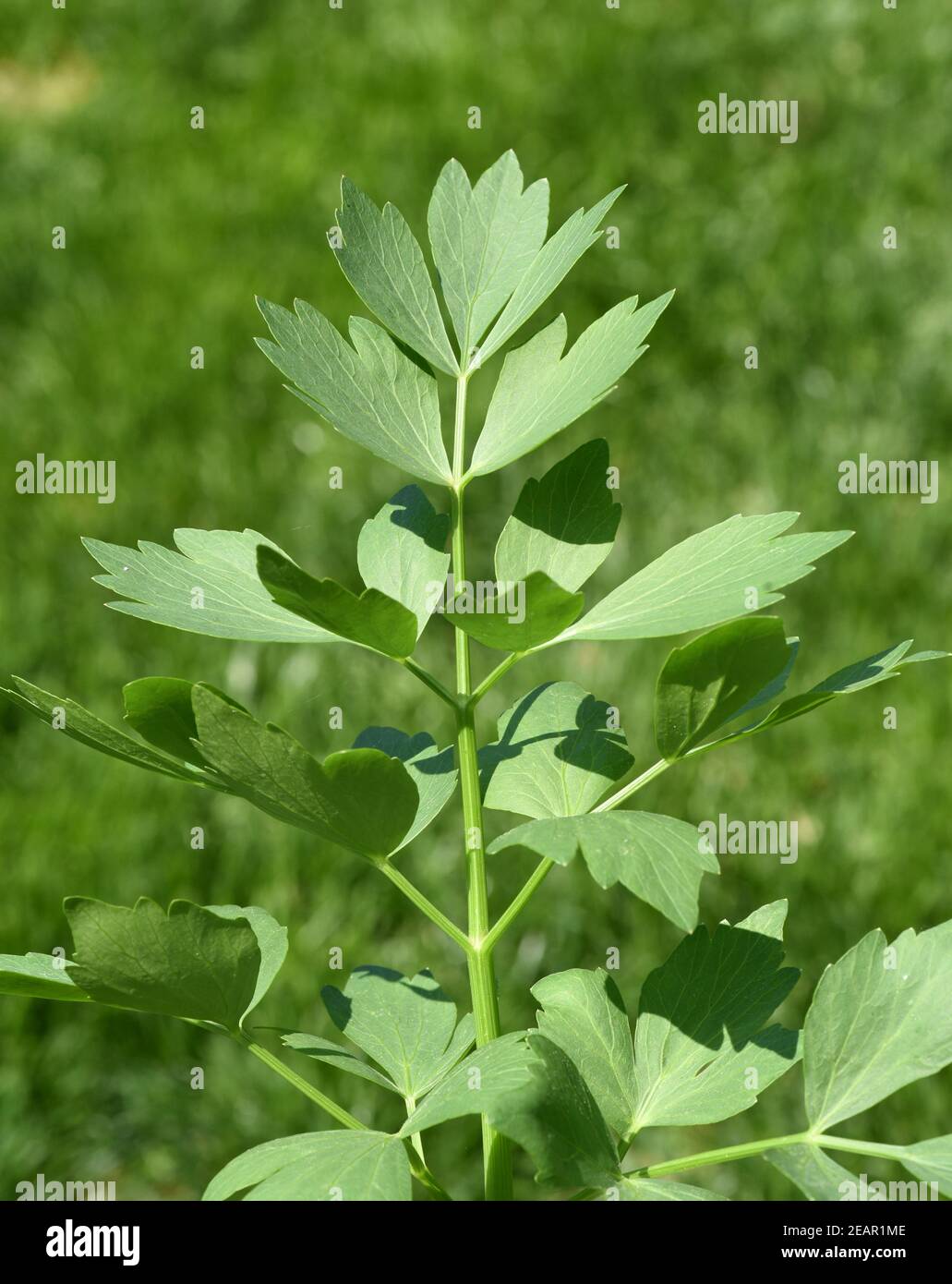 Maggikraut levisticum officinale hi-res stock photography and images ...