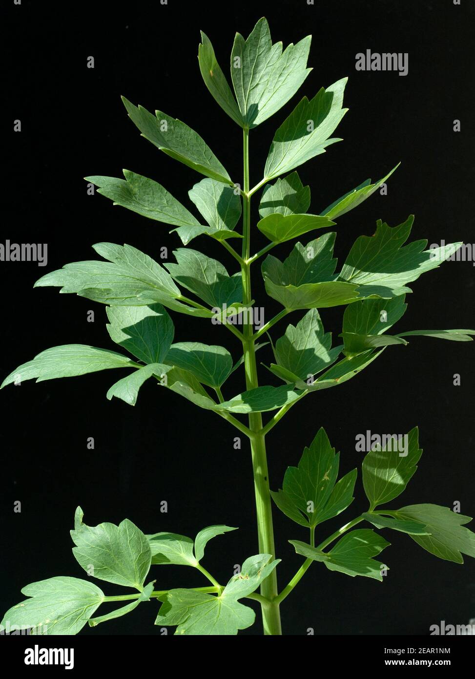 Liebstoeckel; Levisticum officinale Stock Photo - Alamy