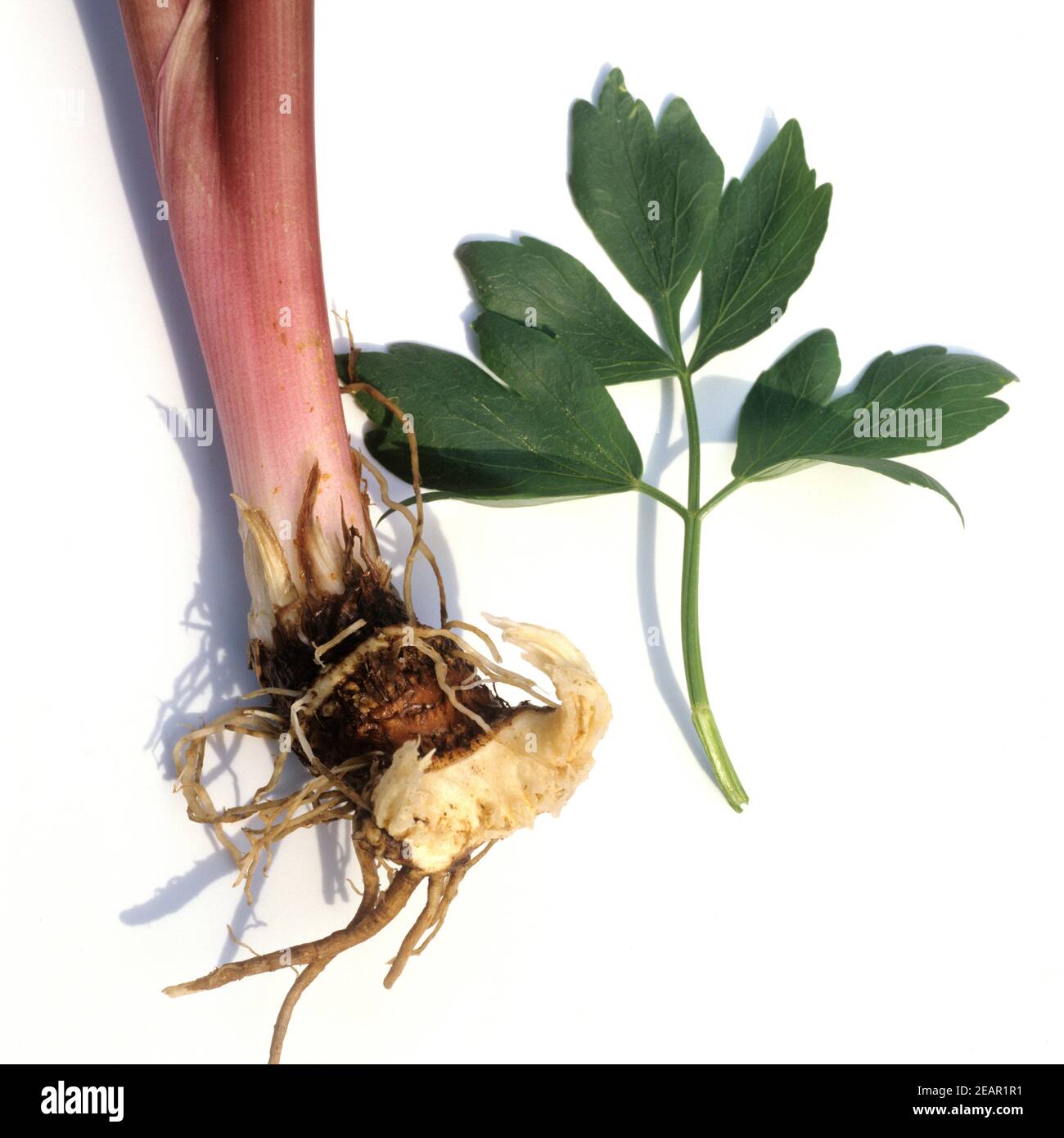 Liebstoeckel, Levisticum officinale, Maggikraut, Liebstoeckelblaetter ...