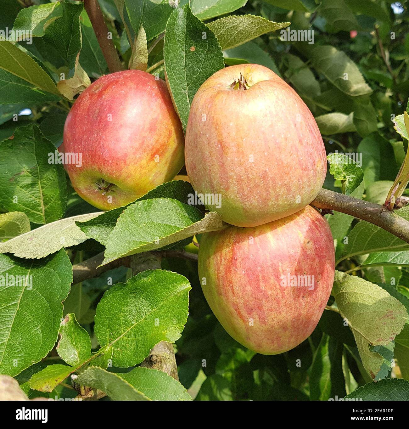 Freiburger prinz hi-res stock photography and images - Alamy