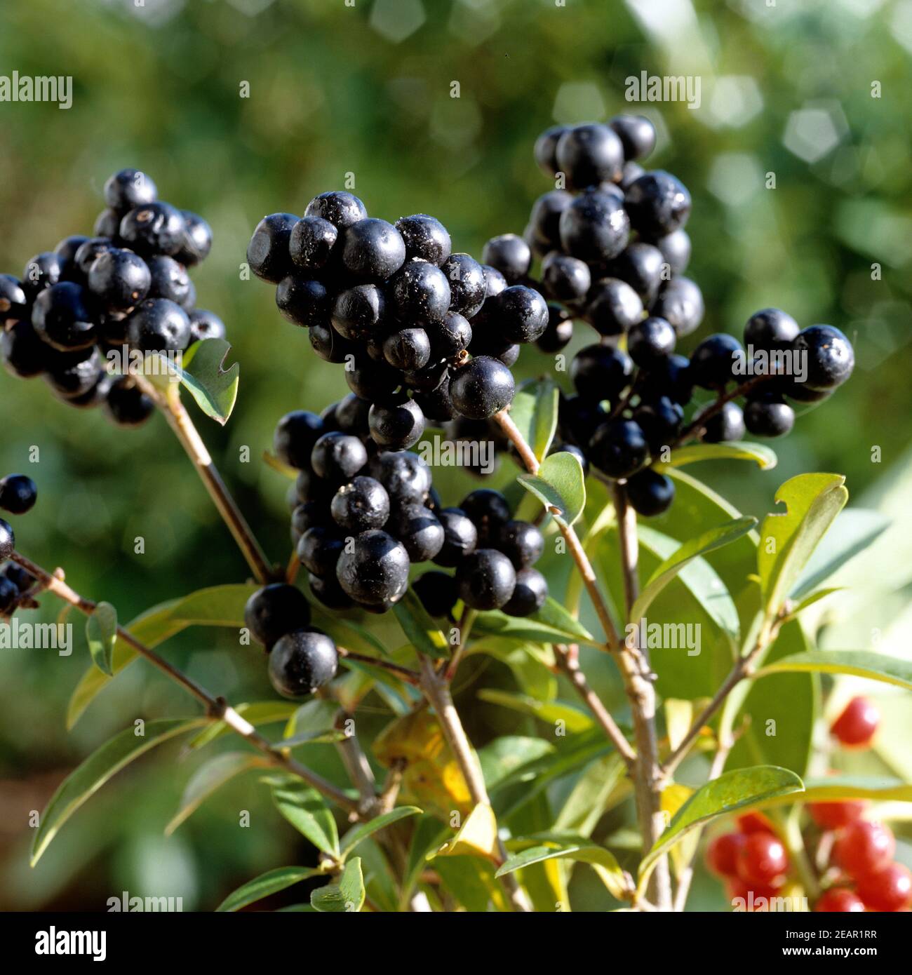 Bkuete hi-res stock photography and images - Alamy