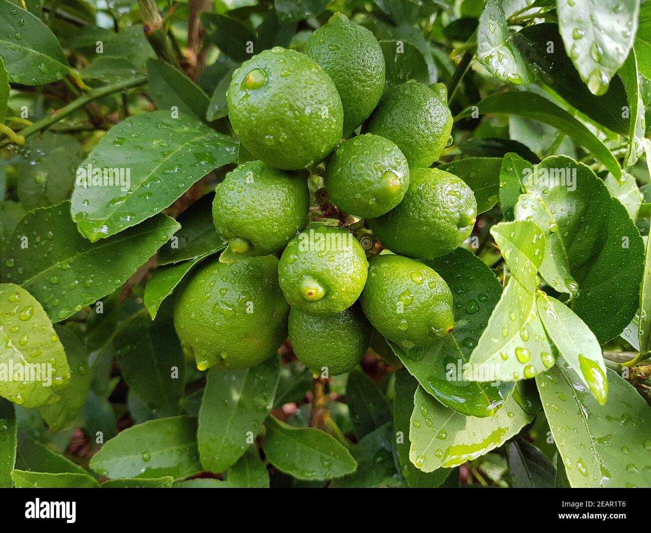 Mexikanische limette hi-res stock photography and images - Alamy