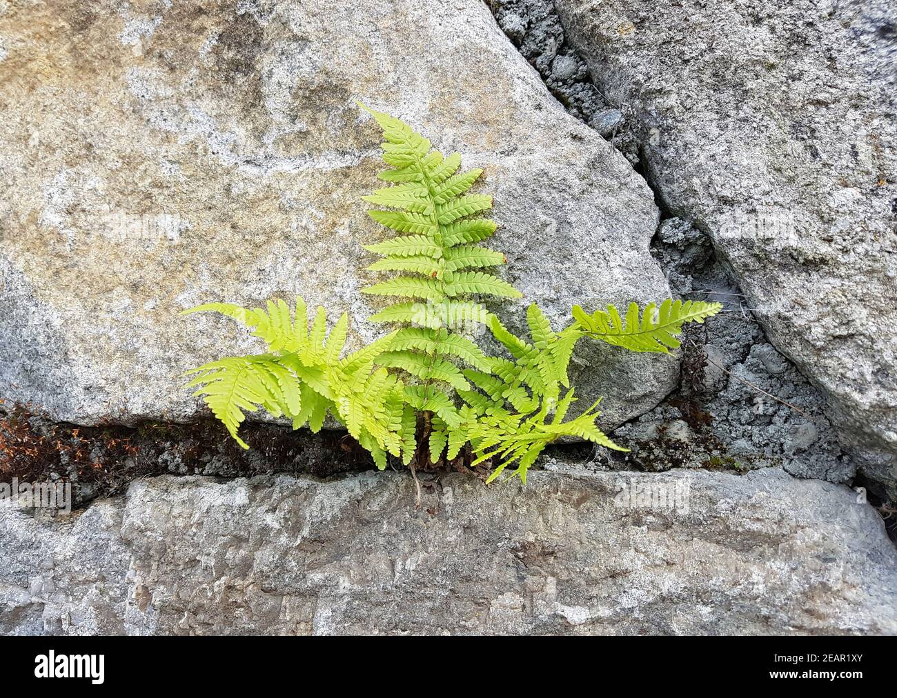 Frauenfarn, Athyrium distentifolium Stock Photo - Alamy