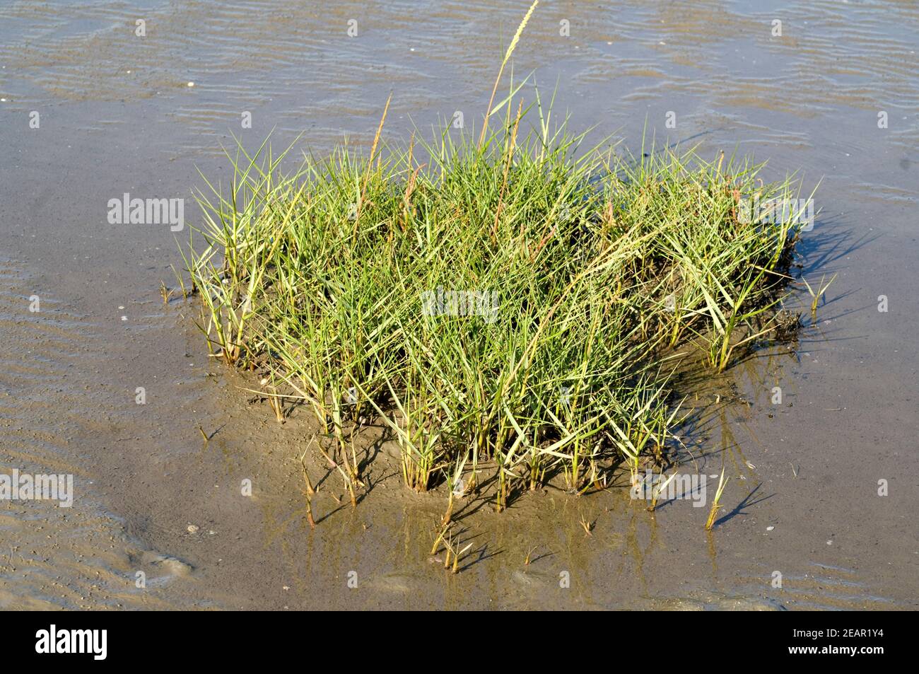 Salz schlickgras hi-res stock photography and images - Alamy