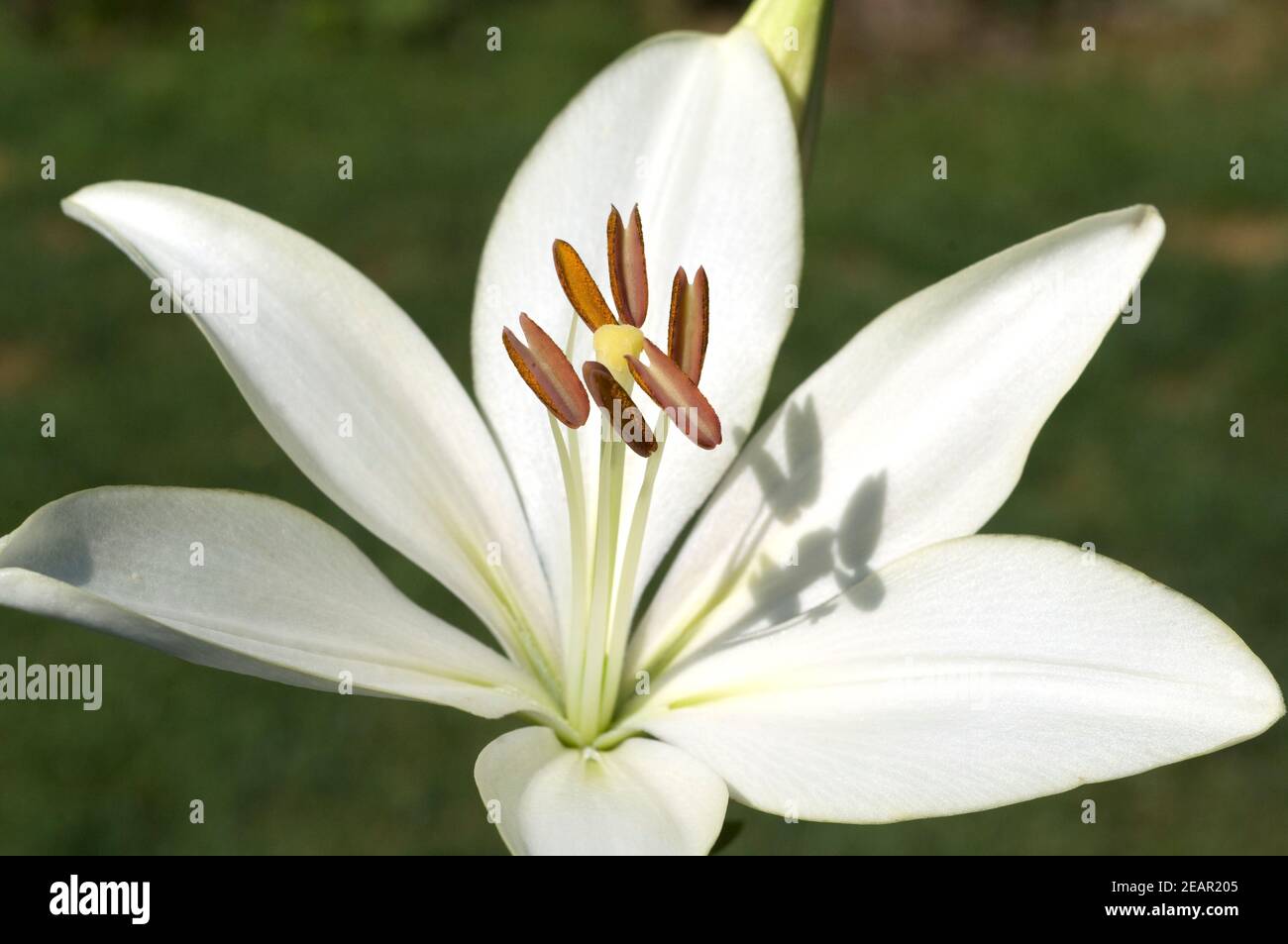 Lilien hintergrund hi-res stock photography and images - Alamy