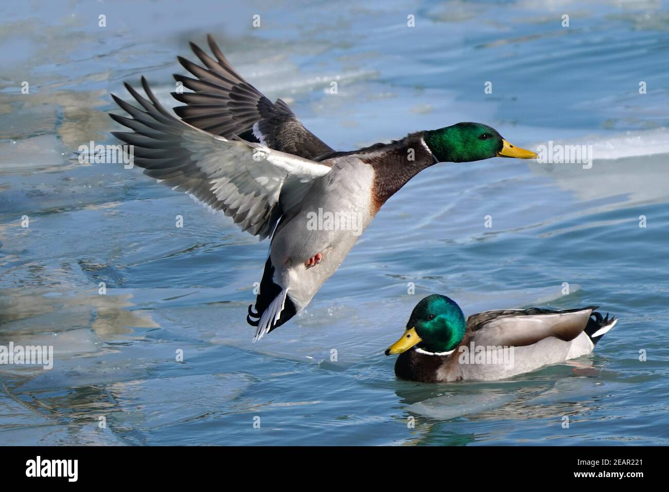 Mating season of mallards hi-res stock photography and images - Alamy