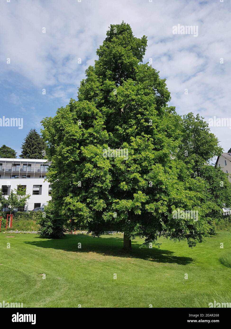 Lindenbaum, Tilia, platyphyllos, Linde Stock Photo - Alamy