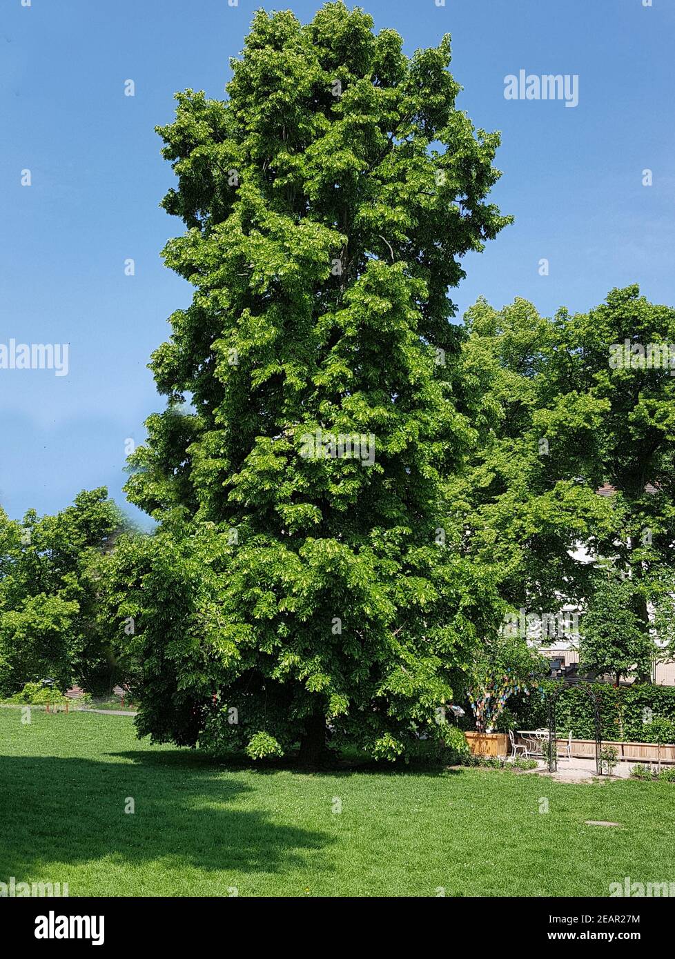 Lindenbaum Tilia platyphyllos Linde Baum Stock Photo - Alamy