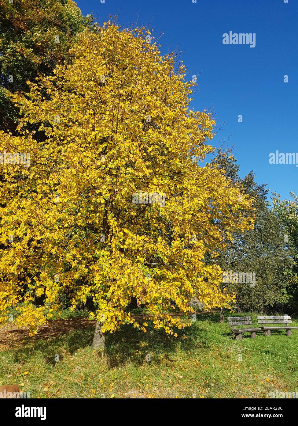 Leaves of linde tree hi-res stock photography and images - Alamy