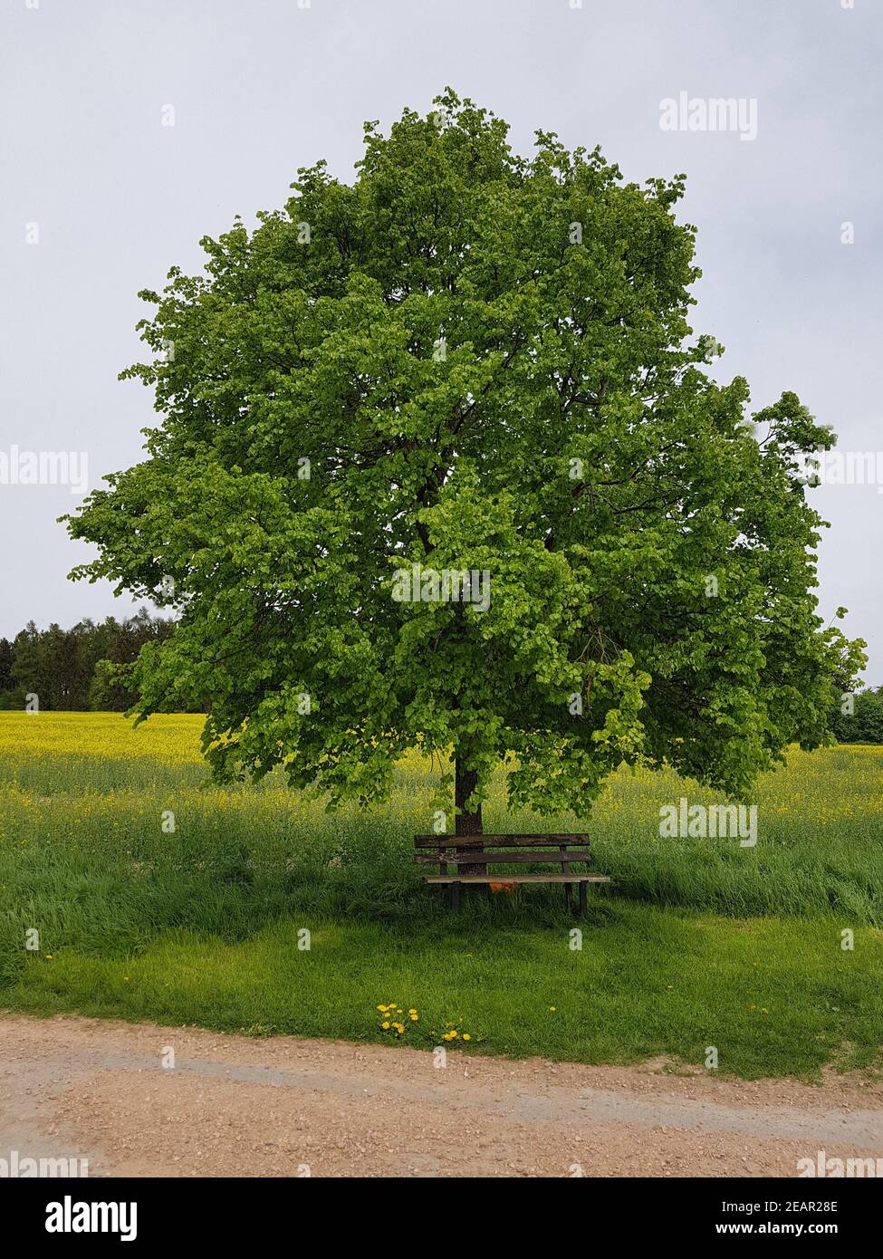 Lindenbaum sheet hi-res stock photography and images - Alamy