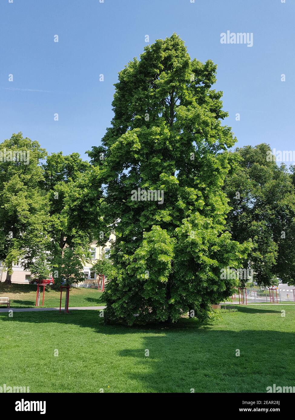 Linde Baum High Resolution Stock Photography and Images - Alamy