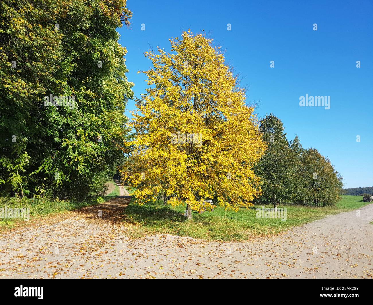 Leaves of linde tree hi-res stock photography and images - Alamy