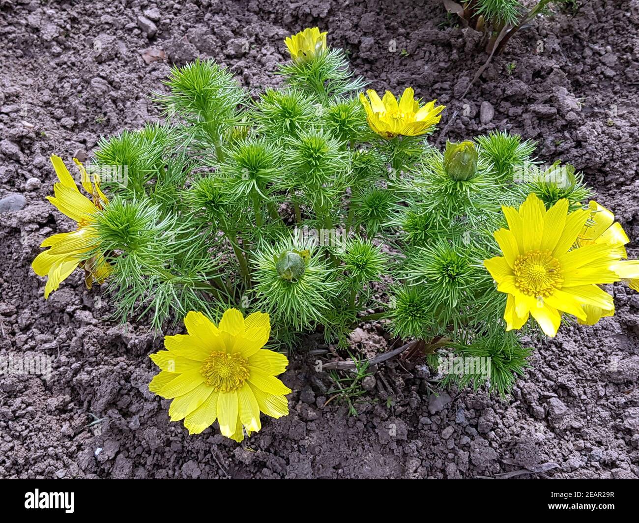 Adonisroeschen Adonis Vernalis Stock Photo - Alamy