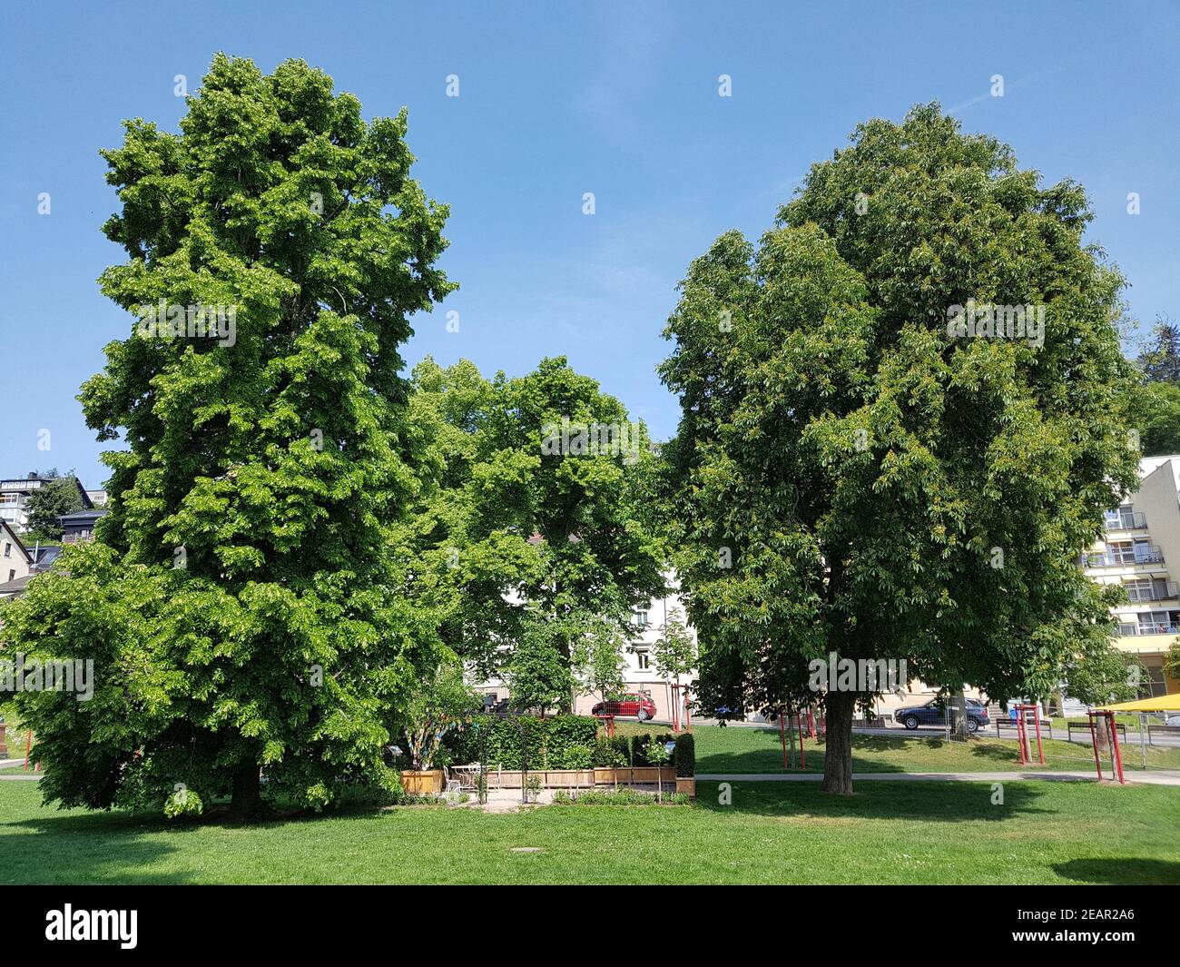 Linde baum hi-res stock photography and images - Alamy