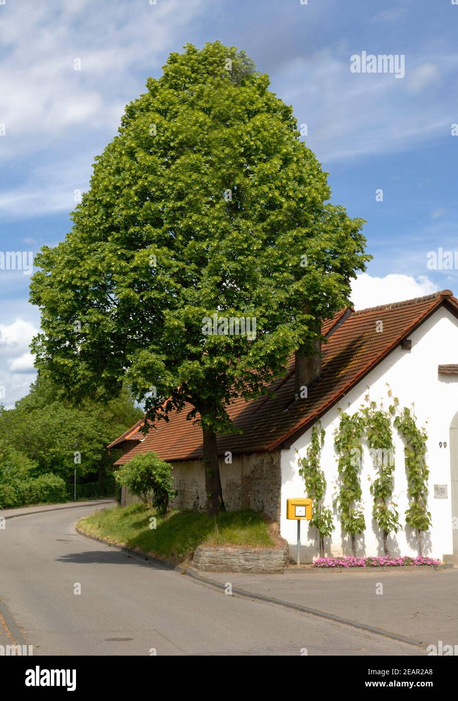 Sommer linde hi-res stock photography and images - Alamy