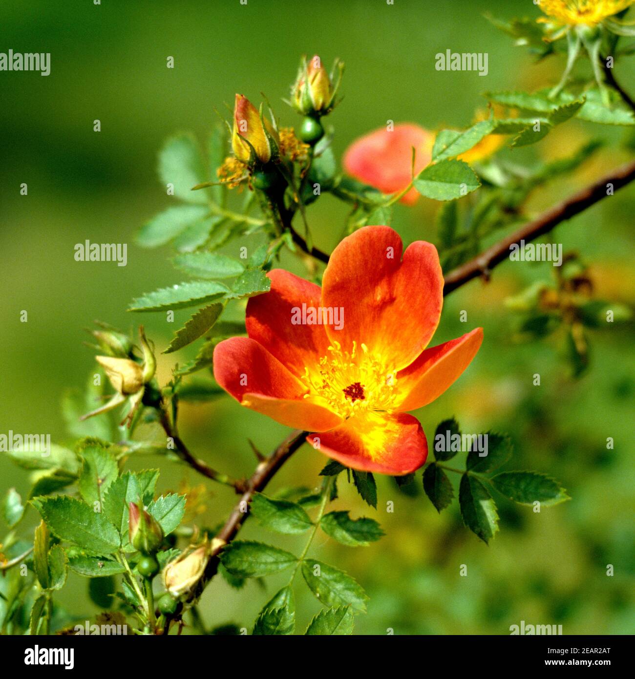 Fuchsrose, Rosa foetida Stock Photo - Alamy