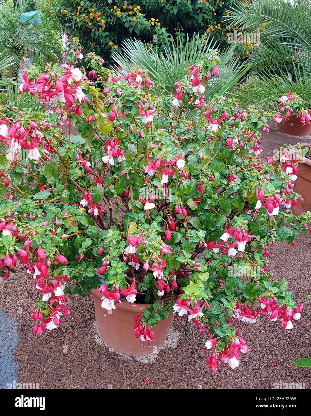 Fuchsien hi-res stock photography and images - Alamy