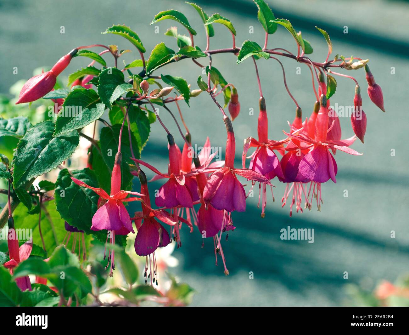 Fuchsien hi-res stock photography and images - Alamy