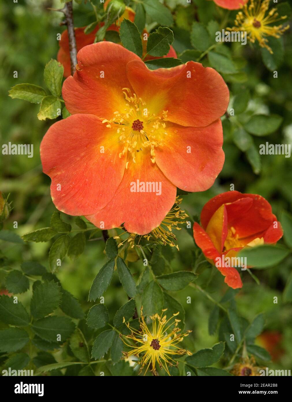 Fuchsrose hi-res stock photography and images - Alamy