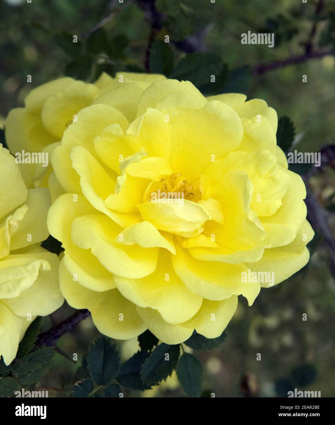 Fuchsrose Rosa foetida Persiana Stock Photo - Alamy