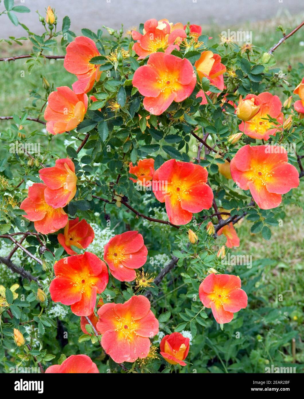 Fuchsrose hi-res stock photography and images - Alamy