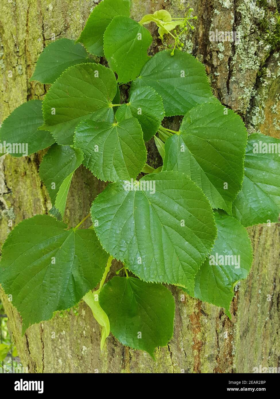 Lindenbaumblaetter, Lindenbaum Tilia, platyphyllos Stock Photo - Alamy