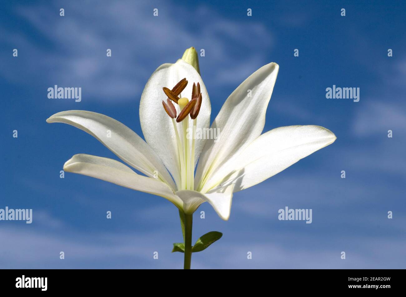 Lilien hi-res stock photography and images - Alamy