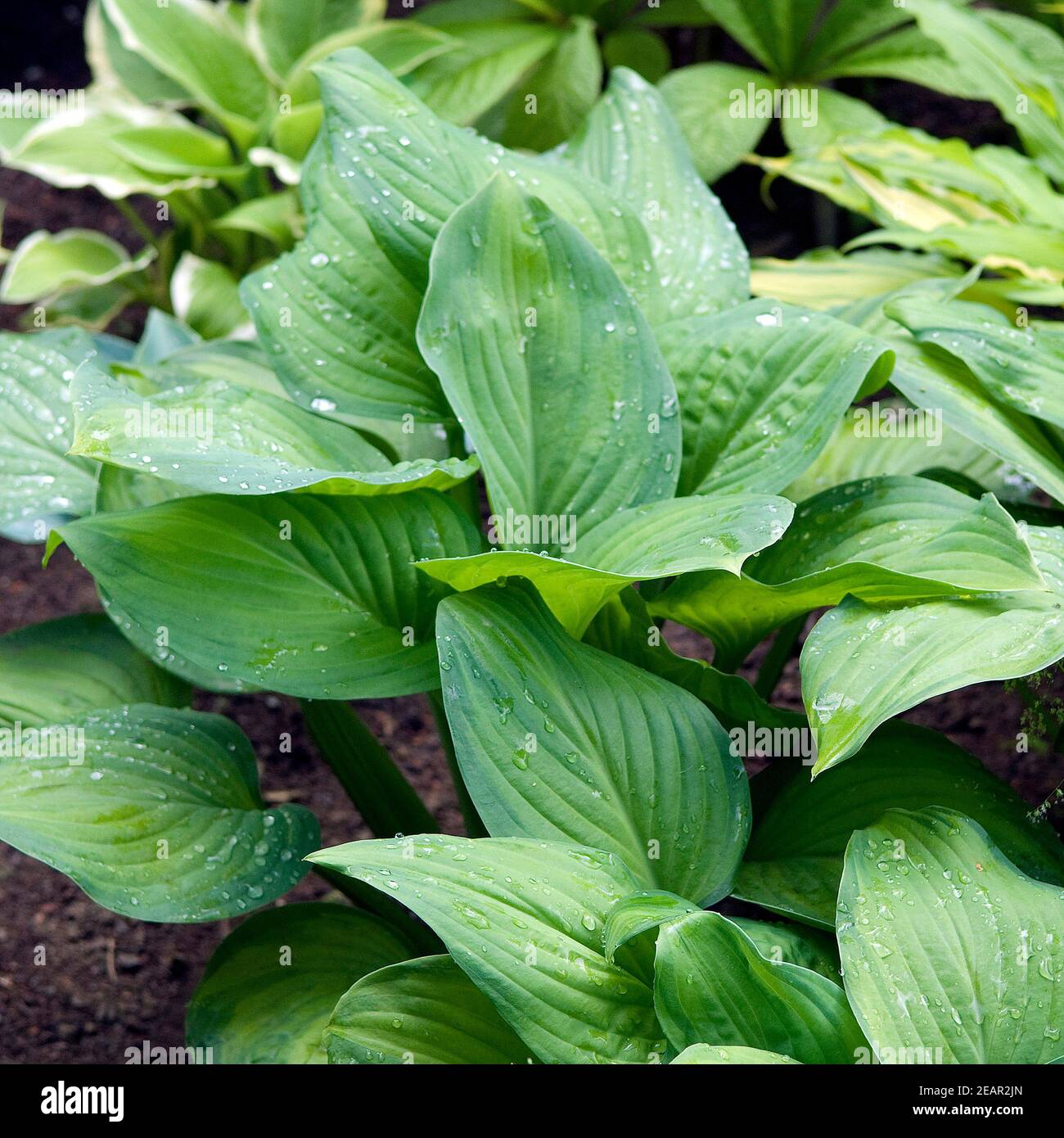 Hosta funkie hi-res stock photography and images - Alamy